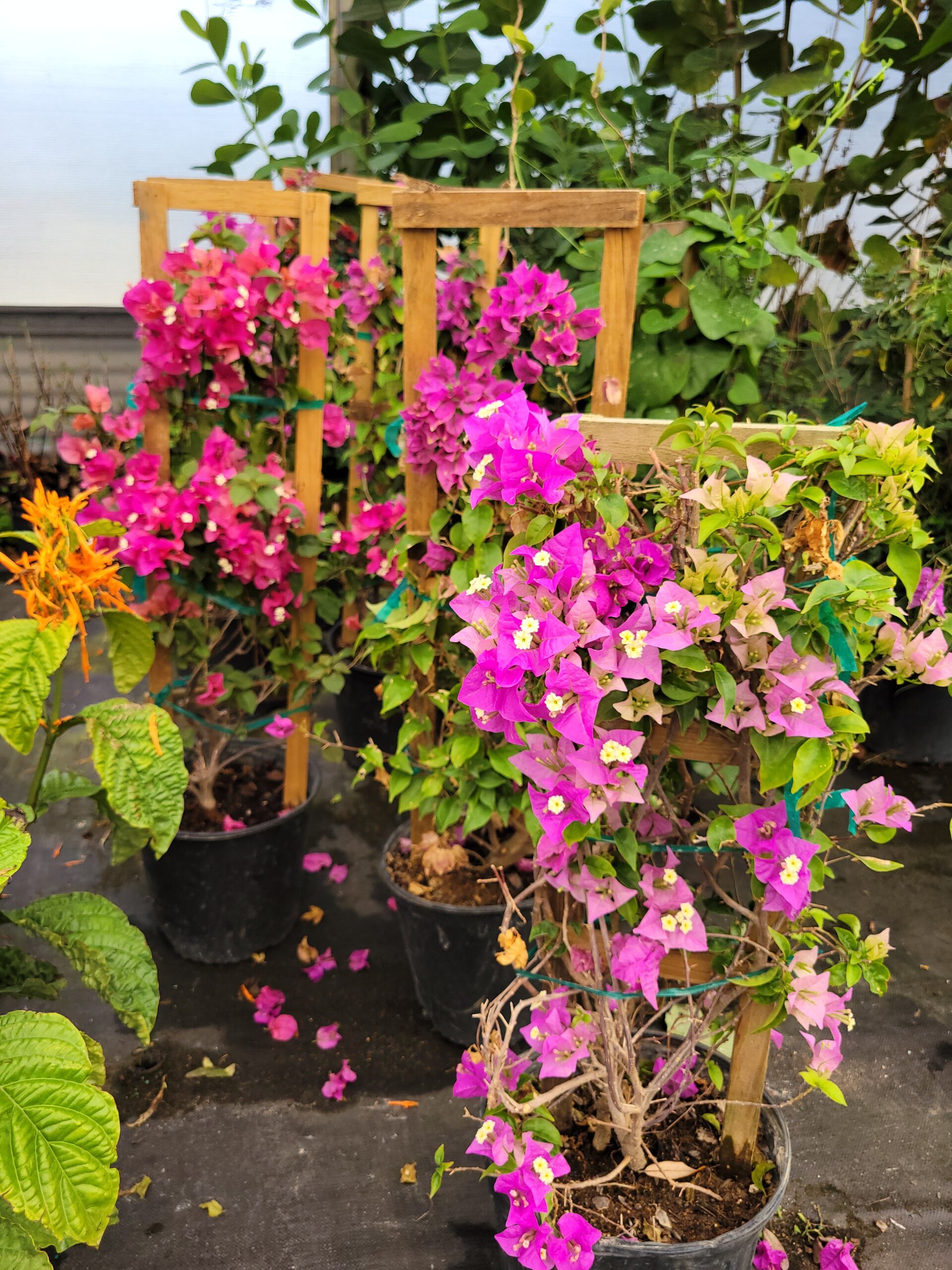 About – Plants R Us
