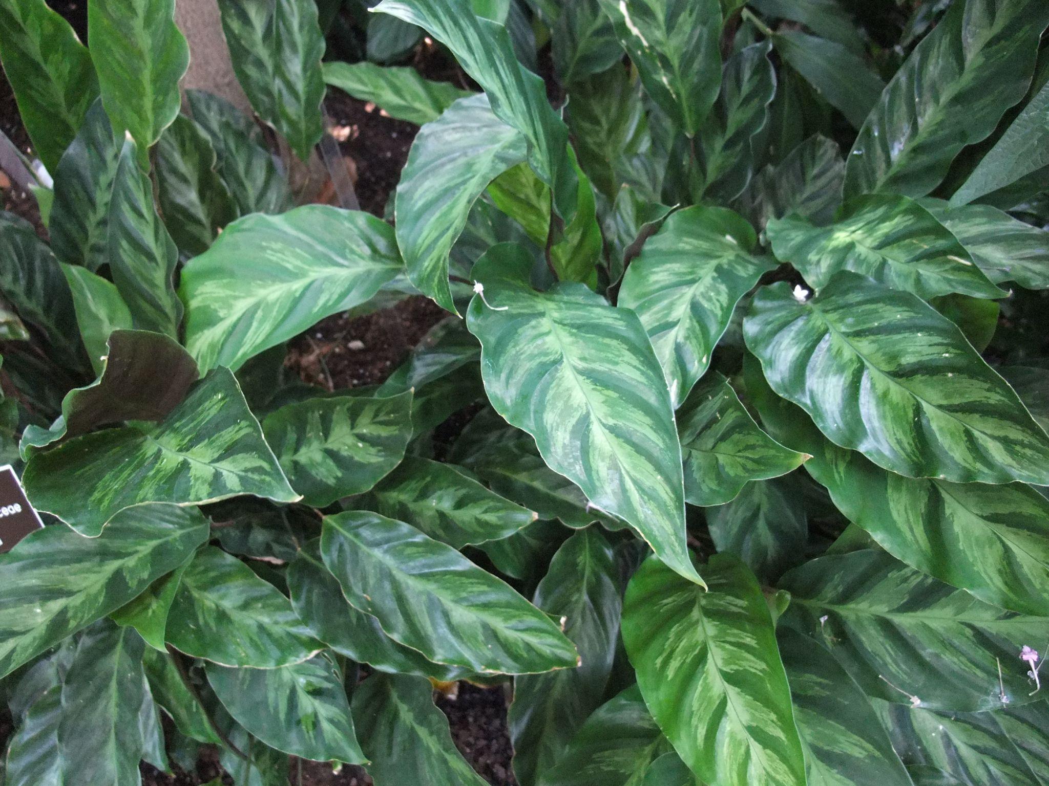 Plants – Plants R Us